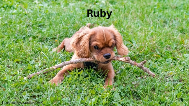 Ruby The Charm Dogs: Home Dogs The Joy and Benefits of Having Dogs at Home