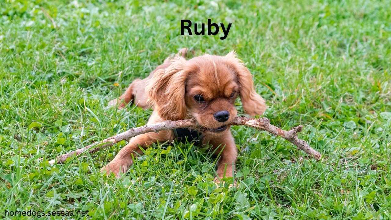 Ruby The Charm Dogs: Home Dogs The Joy and Benefits of Having Dogs at Home